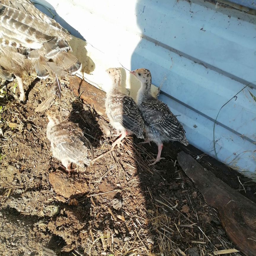 Продам месячных индюшат
