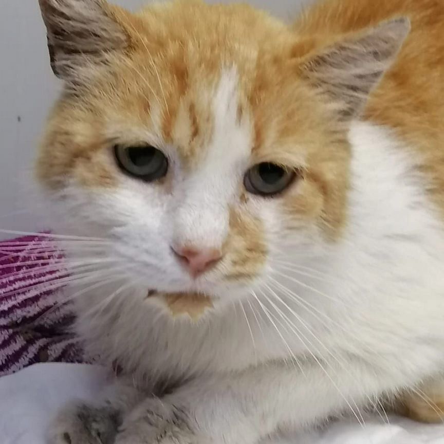 Рыжий котик в добрые руки