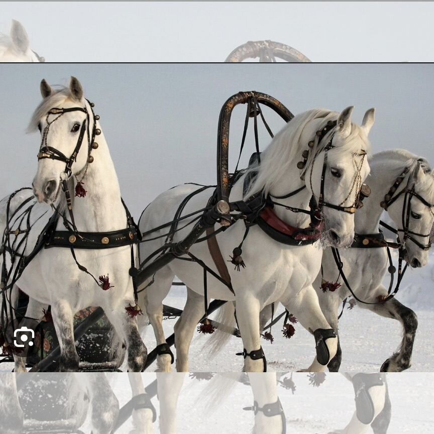 Конная сбруя тройка