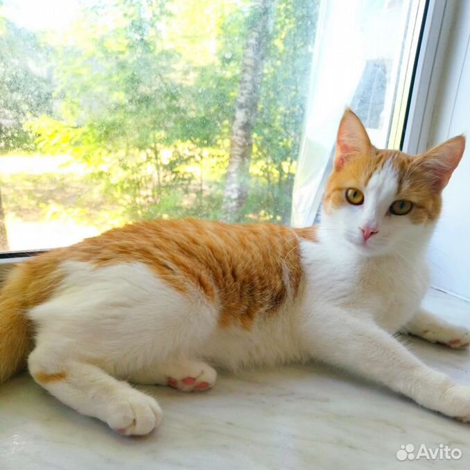 Рыжая красотка