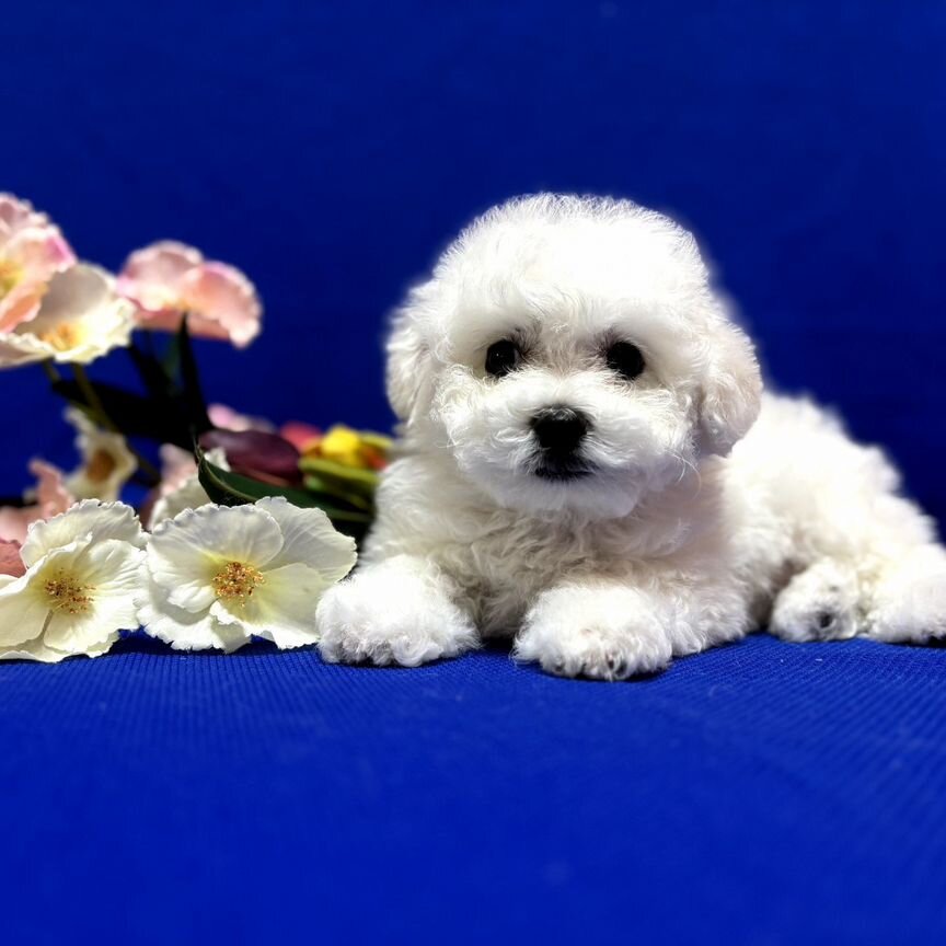 Девочка Бишон Фризе малышка