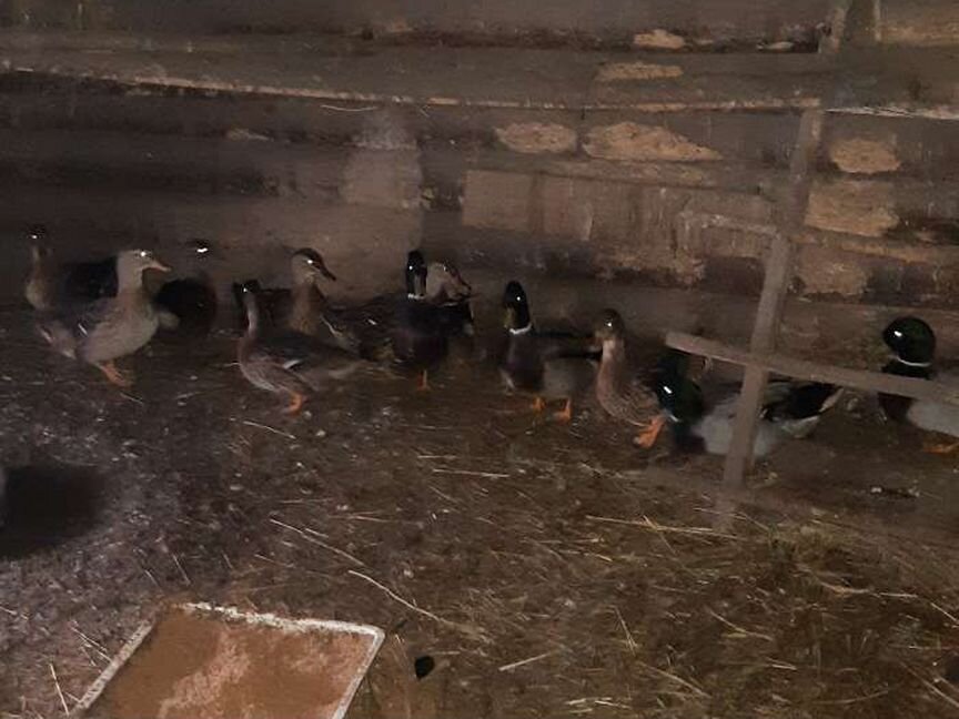 Подсадные утки