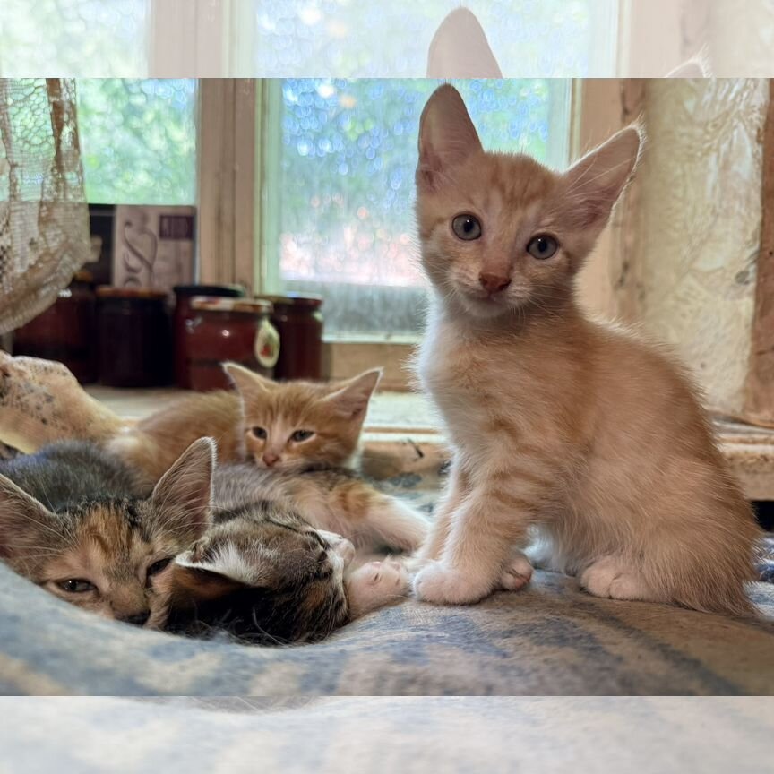 Котята в добрые руки даром бесплатно