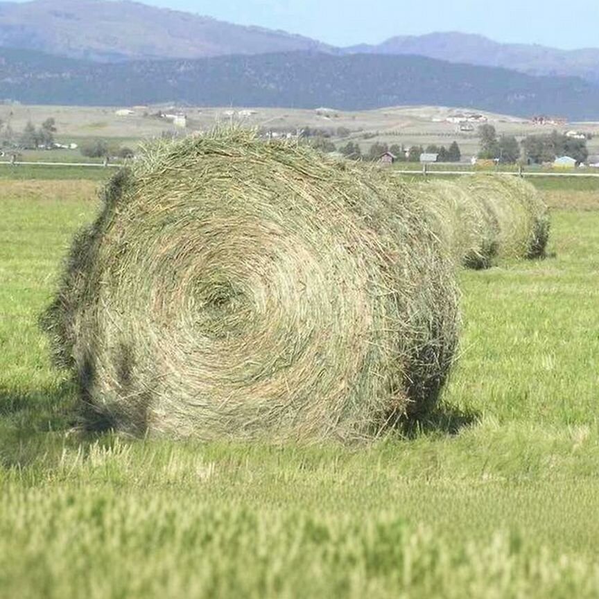 Сено в тюках