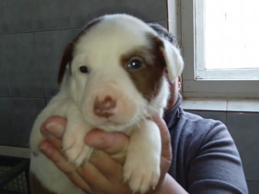 Брошенным щенкам нужен дом