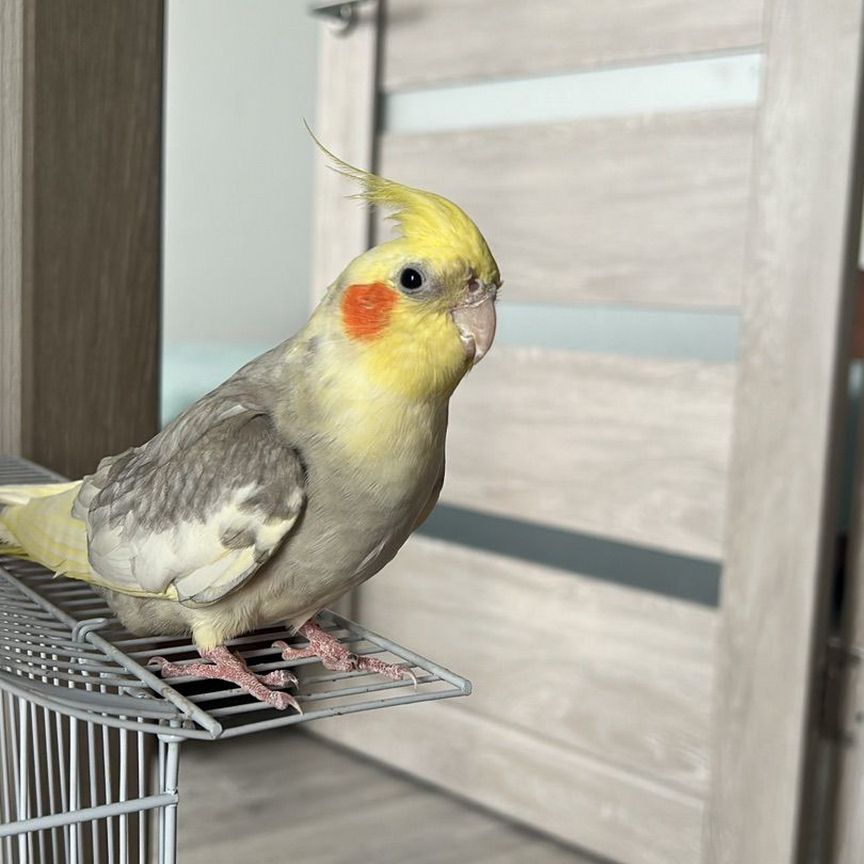 Попугай корелла с клеткой