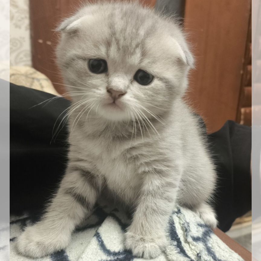Шотландский вислоухий короткошёрстный котёнок