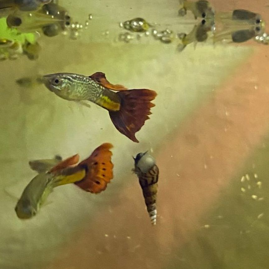 Аквариумные рыбки