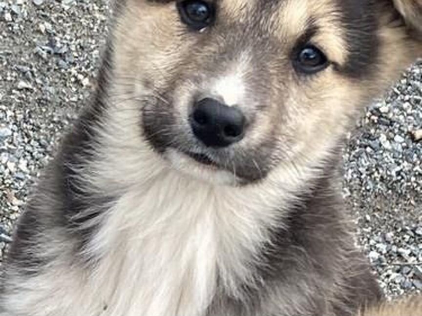 Щенок-девочка Ласка