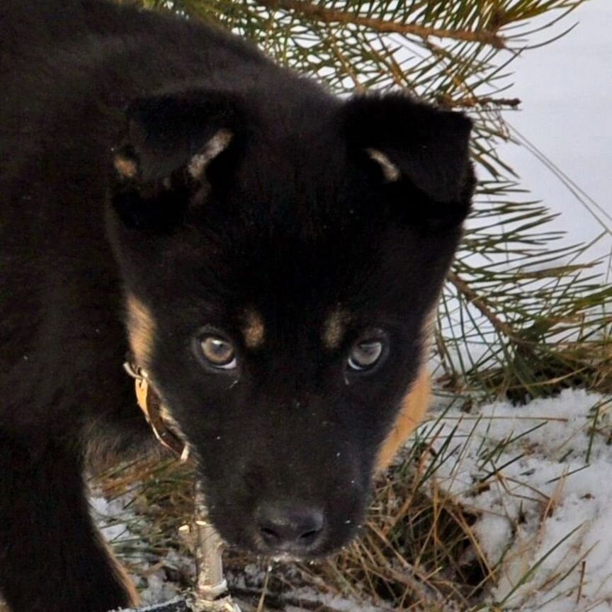 Щенки метисы в добрые руки