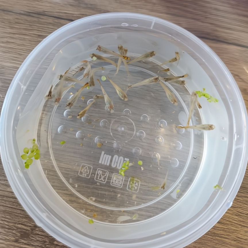 Мальки гуппи