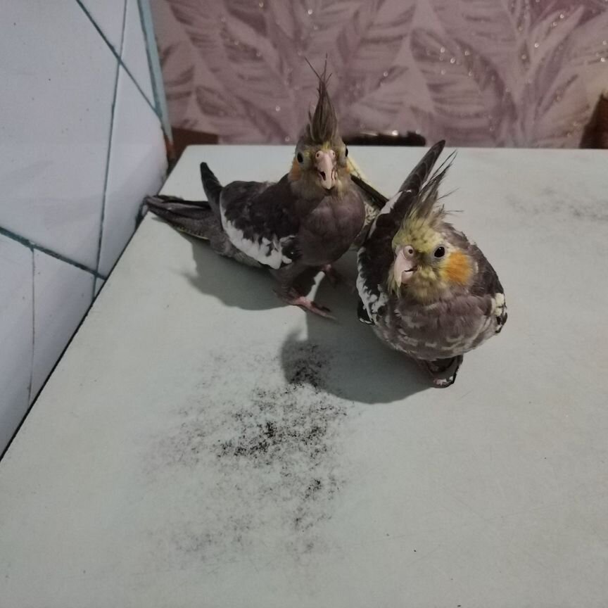 Птенцы корэлл, молодые