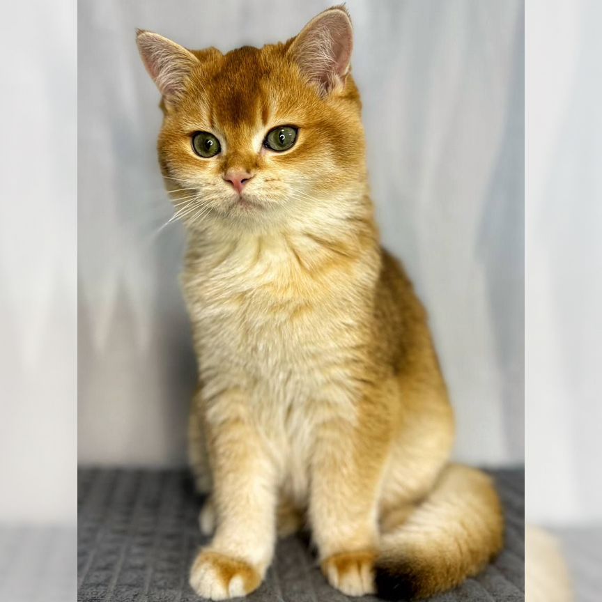 Британский короткошёрстный котёнок