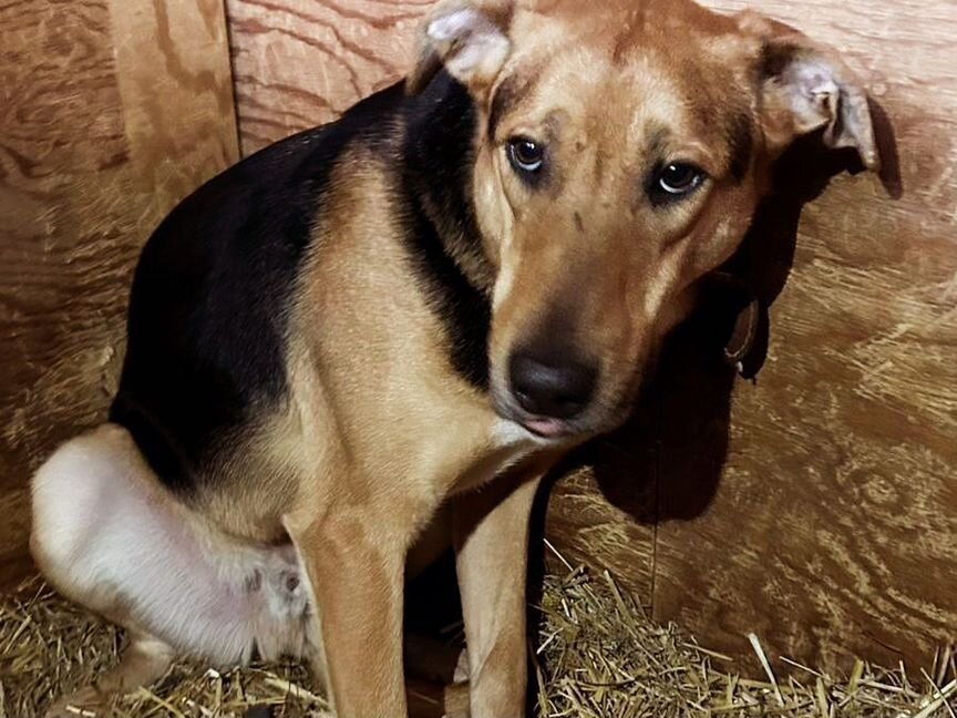 Собака Дастин в дар