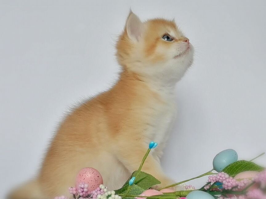 Золотые шиншиллы котята