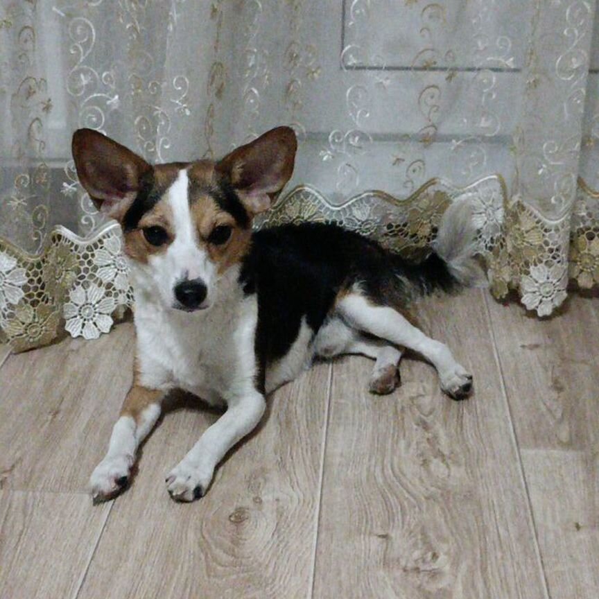 Найдена собака