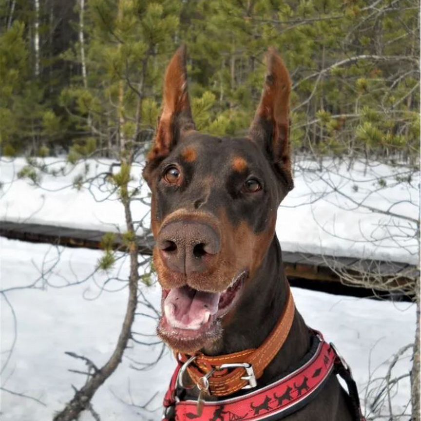 Собака доберман