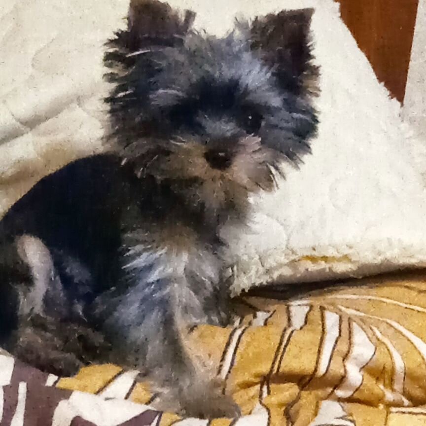 Йоркширский терьер мини щенки