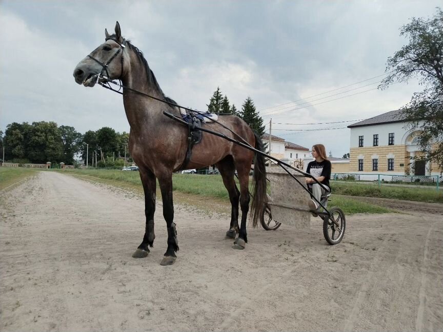 Качалка и упряж