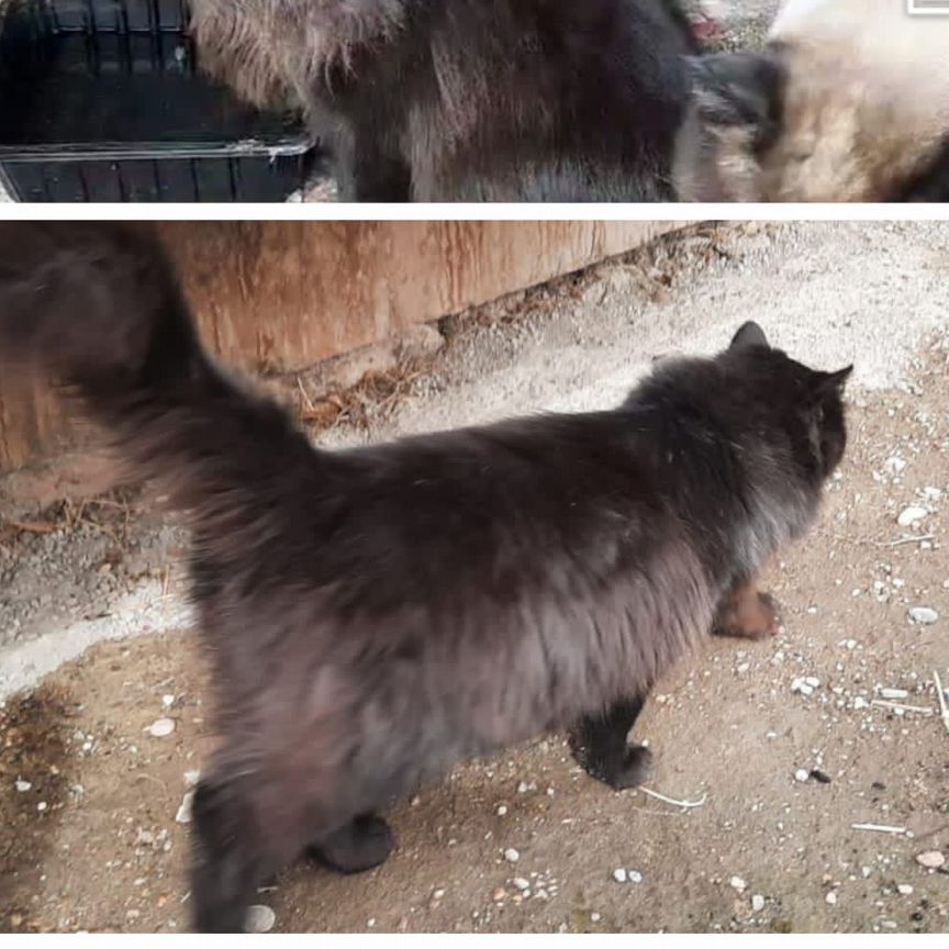 Шикарный пушистый котик