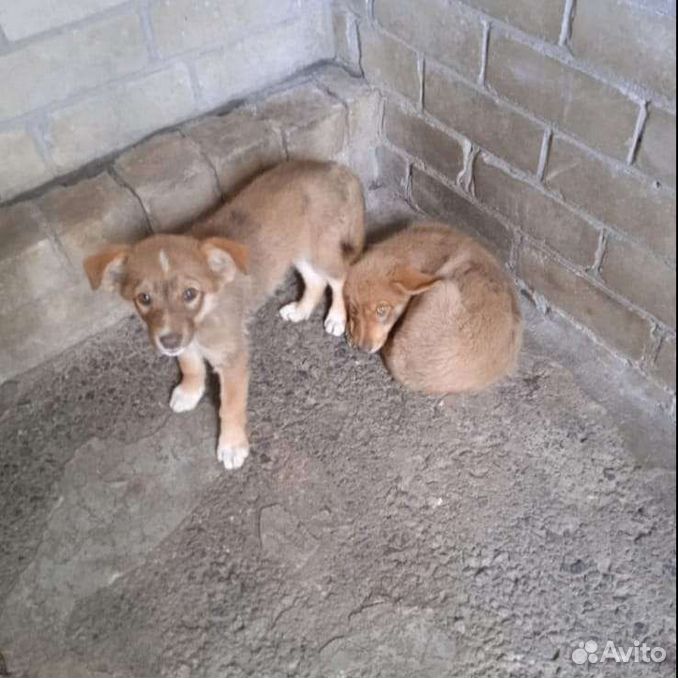 Спасите чудесных щеночков
