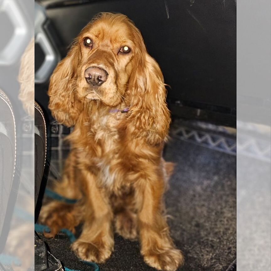 Английский кокер-спаниель, щенок