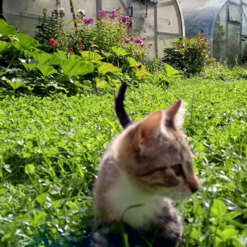 Котята в добрые руки приучены к лотку