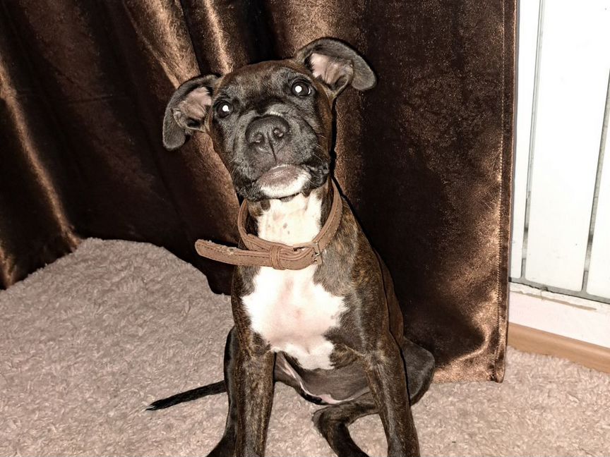 Щенок в добрые руки