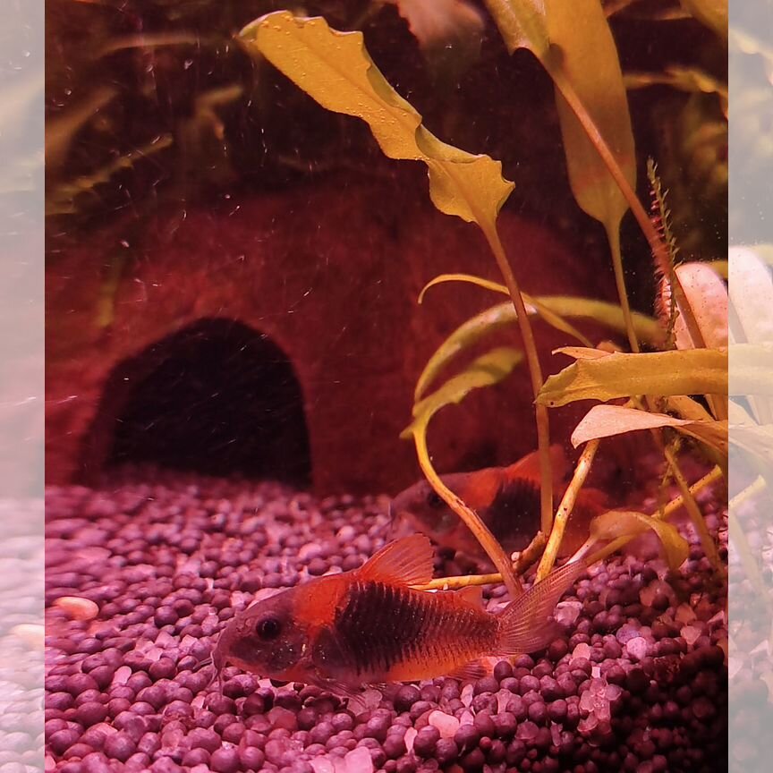 Аквариумные рыбки гуппи, коридорас Венесуэла оранж
