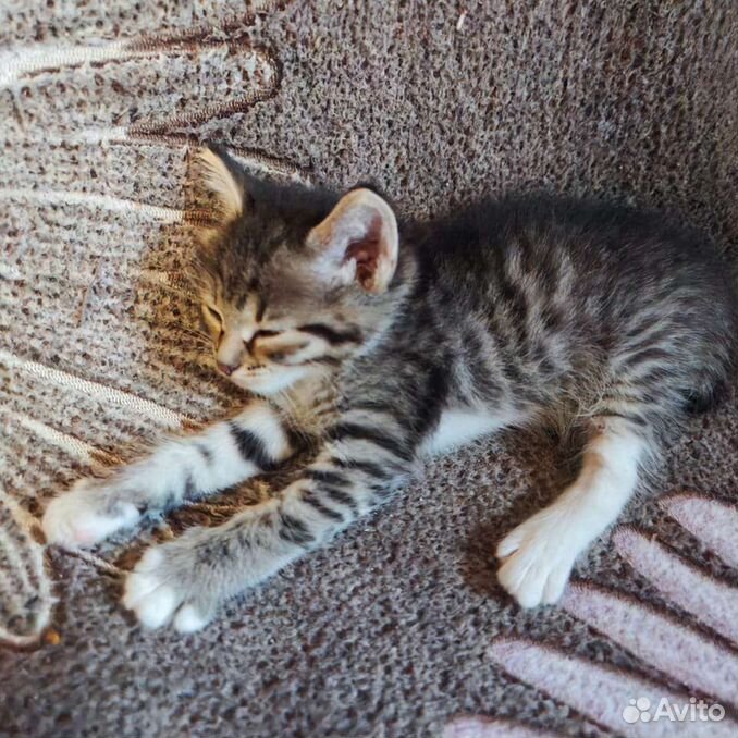 Котенрк в дар