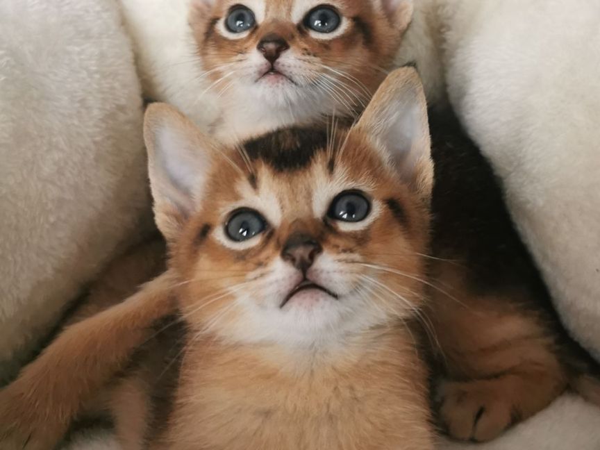 Абиссинские котята