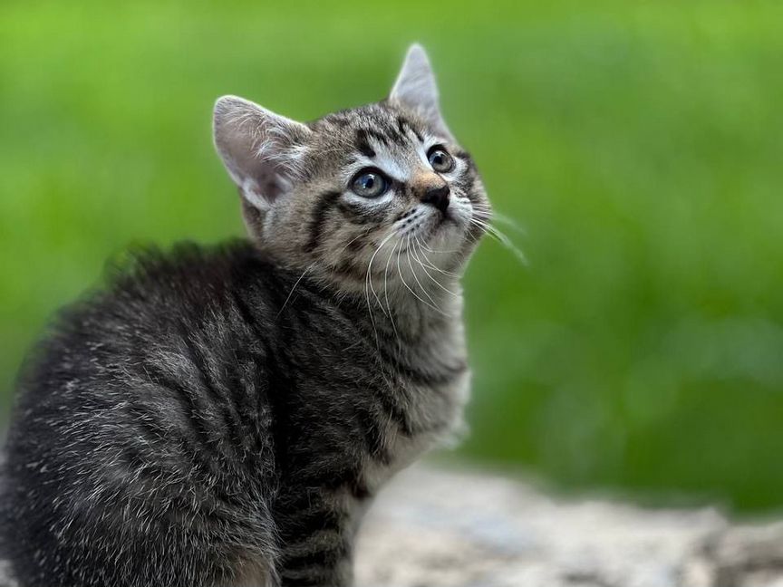 Котята добряки