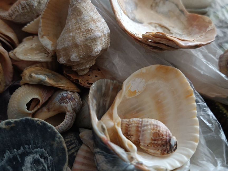 Морские ракушки