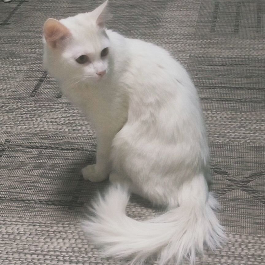 Котик в добрые руки