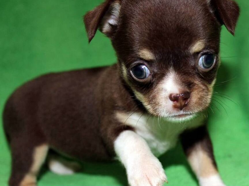 Чихуахуа выбор шоколадок