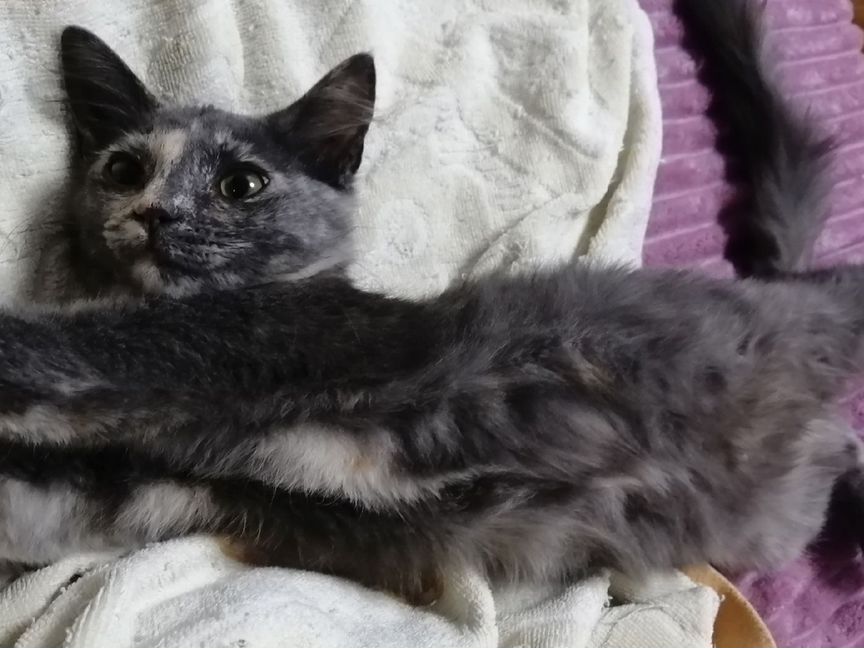 Нежная малышка в семью