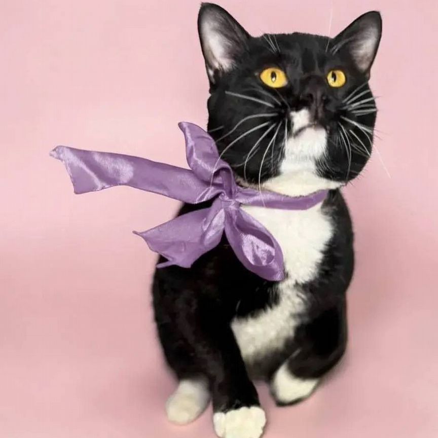 Взрослый кот в добрые руки