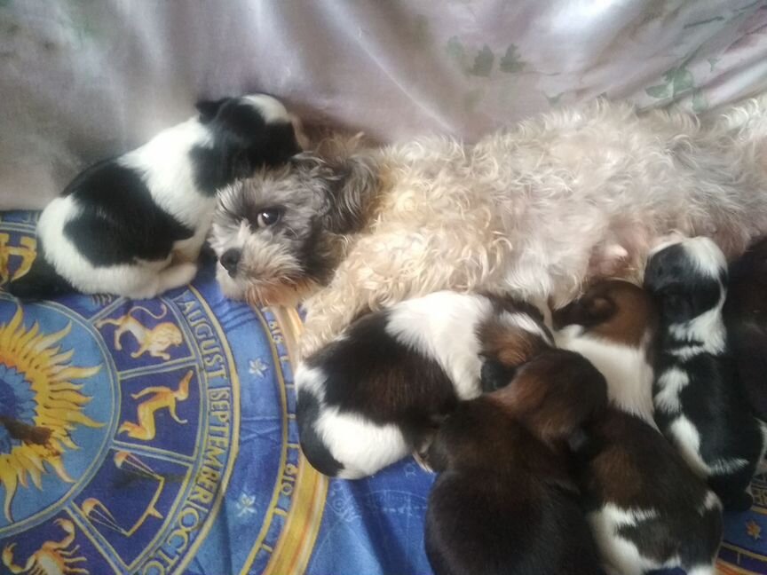 Щенки ши-тцу