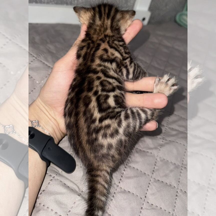 Чистокровные бенгальские котята