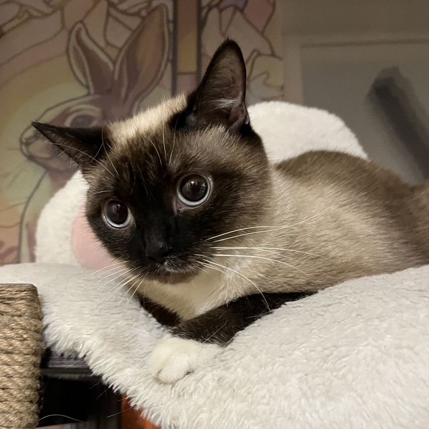 Сиамская, взрослая кошка