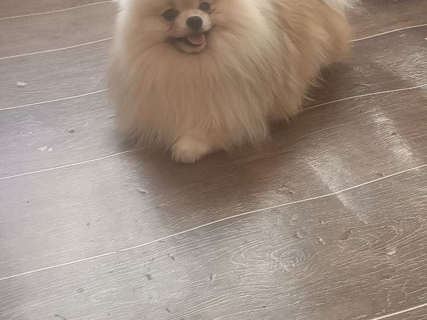 Ждём невесту на вязку