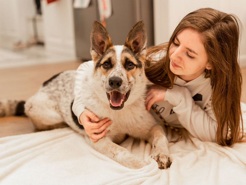 Собака в добрые руки