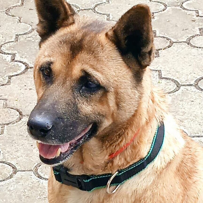 Помесь с бельгийской овчаркой