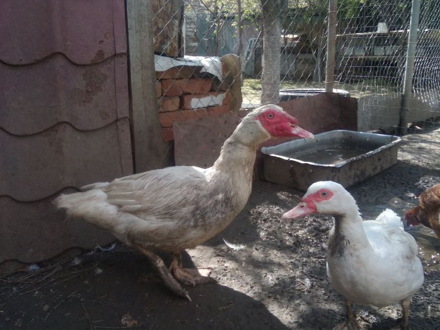 Мускусные утята тяжелые линии