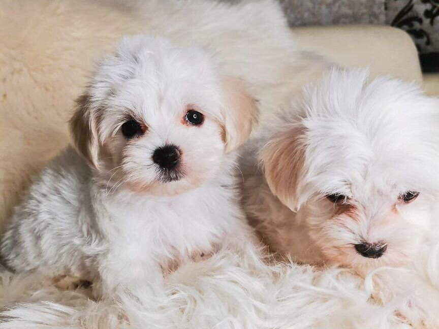 Мальчики мальтеза с клеймом и документами РКФ