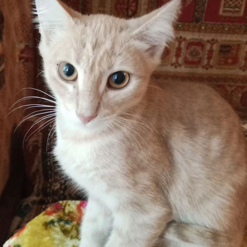 Рыжик 3 мес в добрые руки