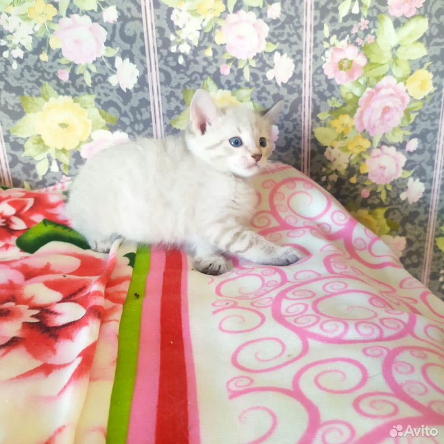 Котик метис