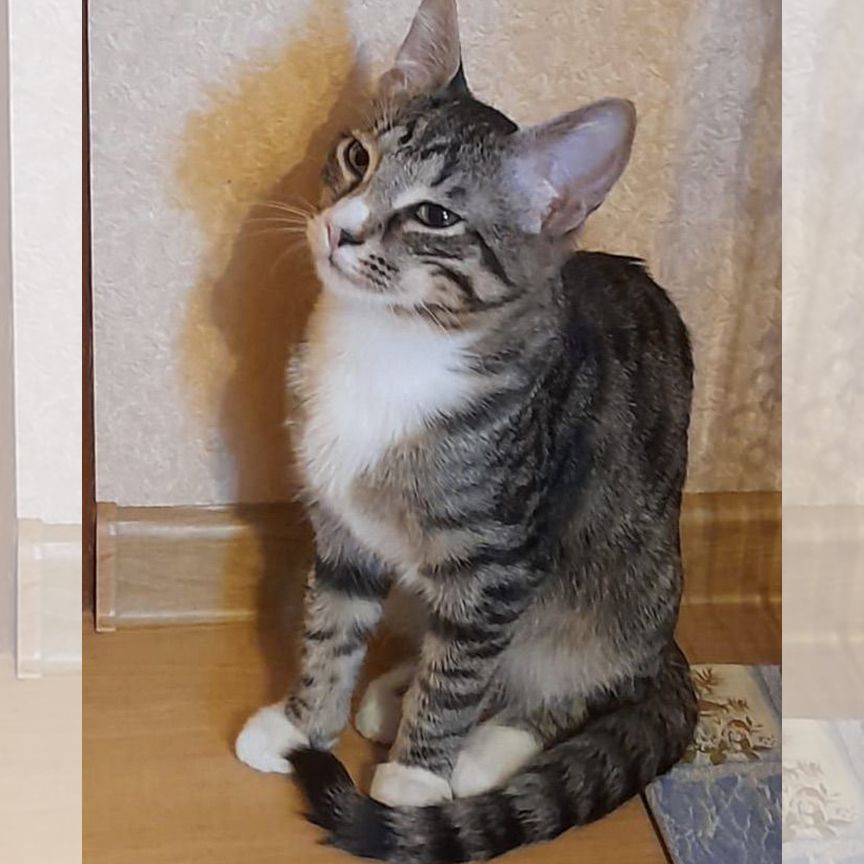 Котёнок в добрые руки