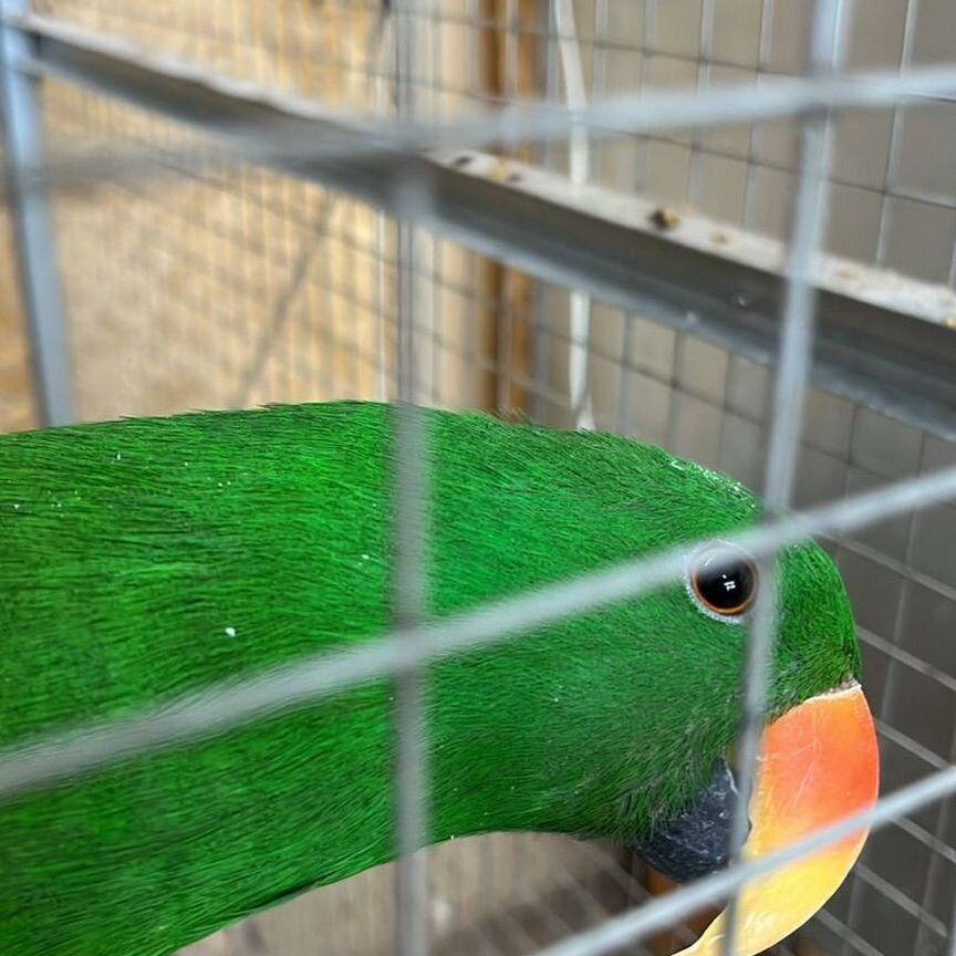 Крупный попугай Эклектус