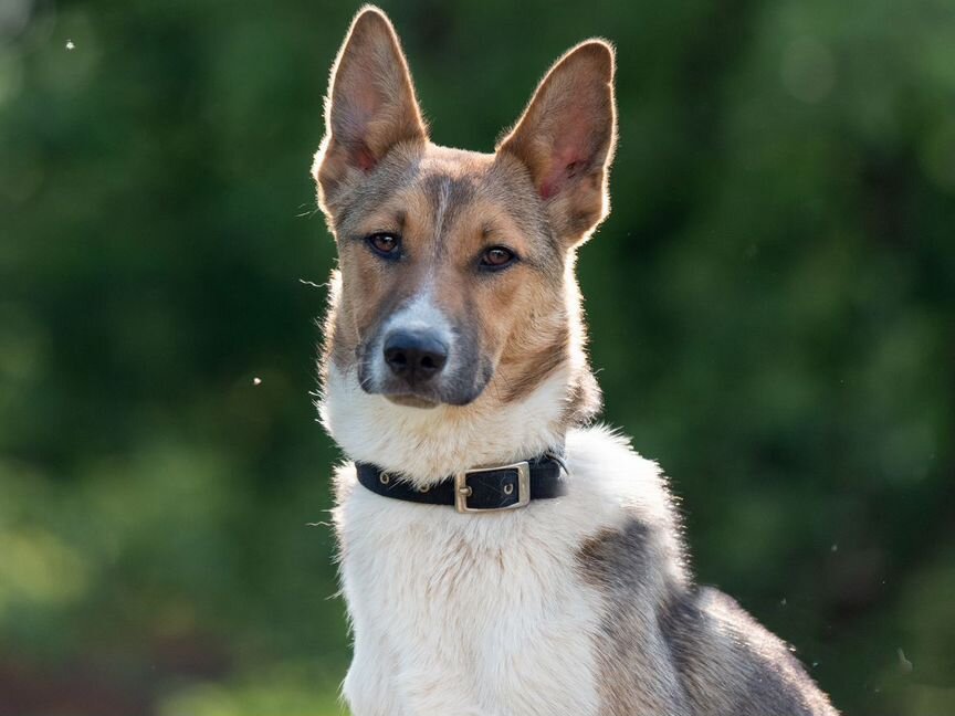 Айк в добрые руки